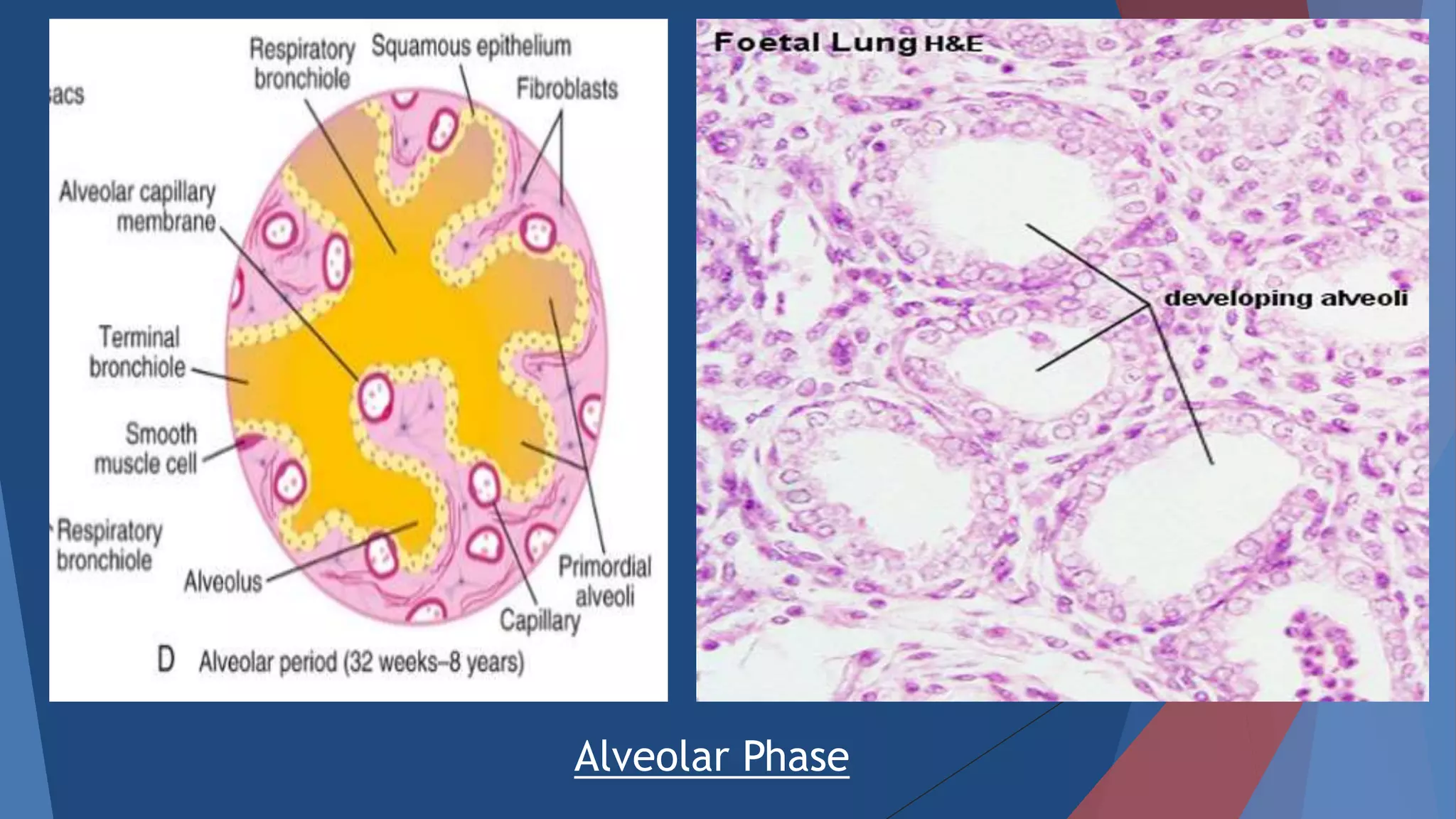 Embryology and histology of the lung | PPTX