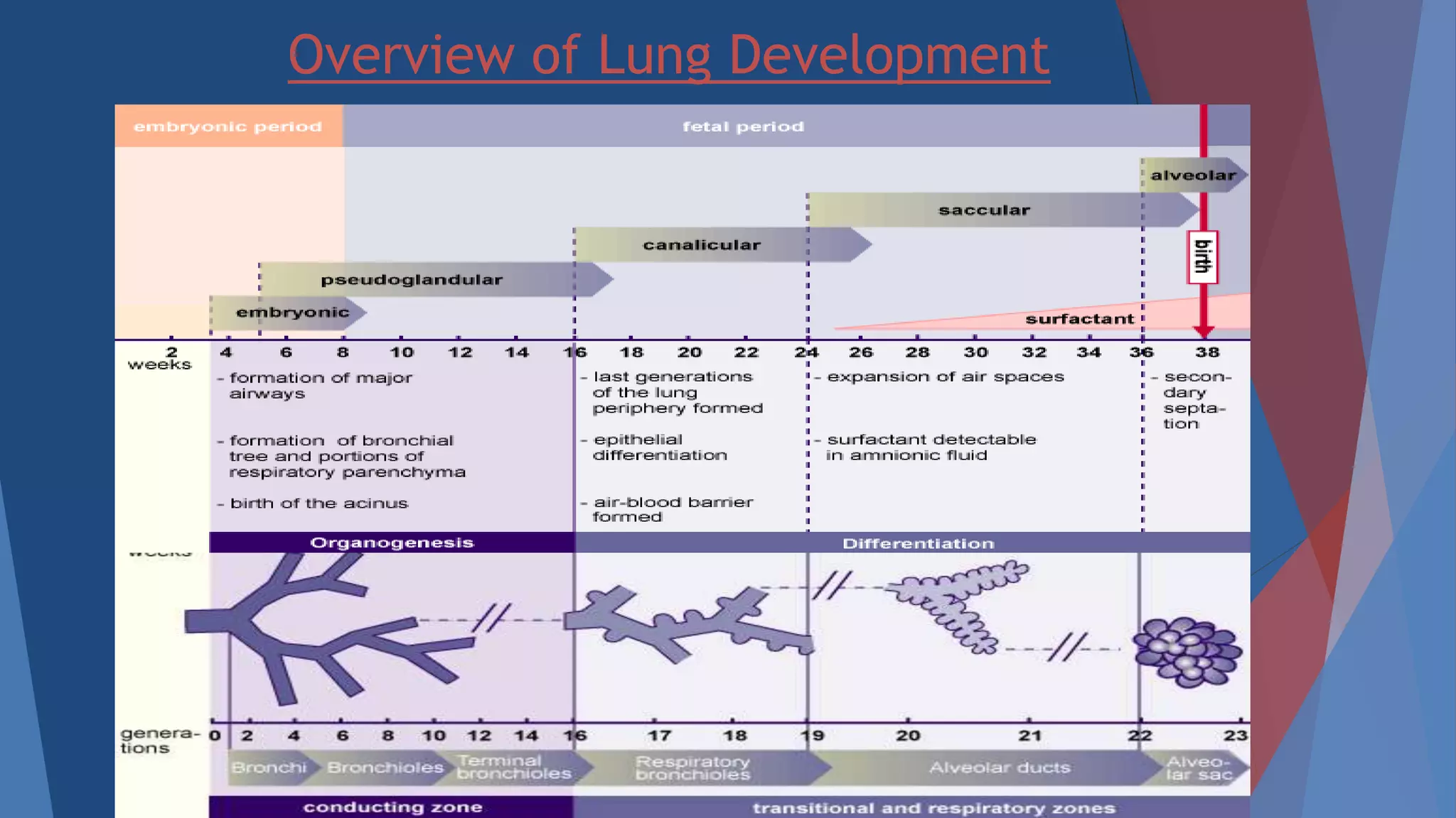 Embryology and histology of the lung | PPTX