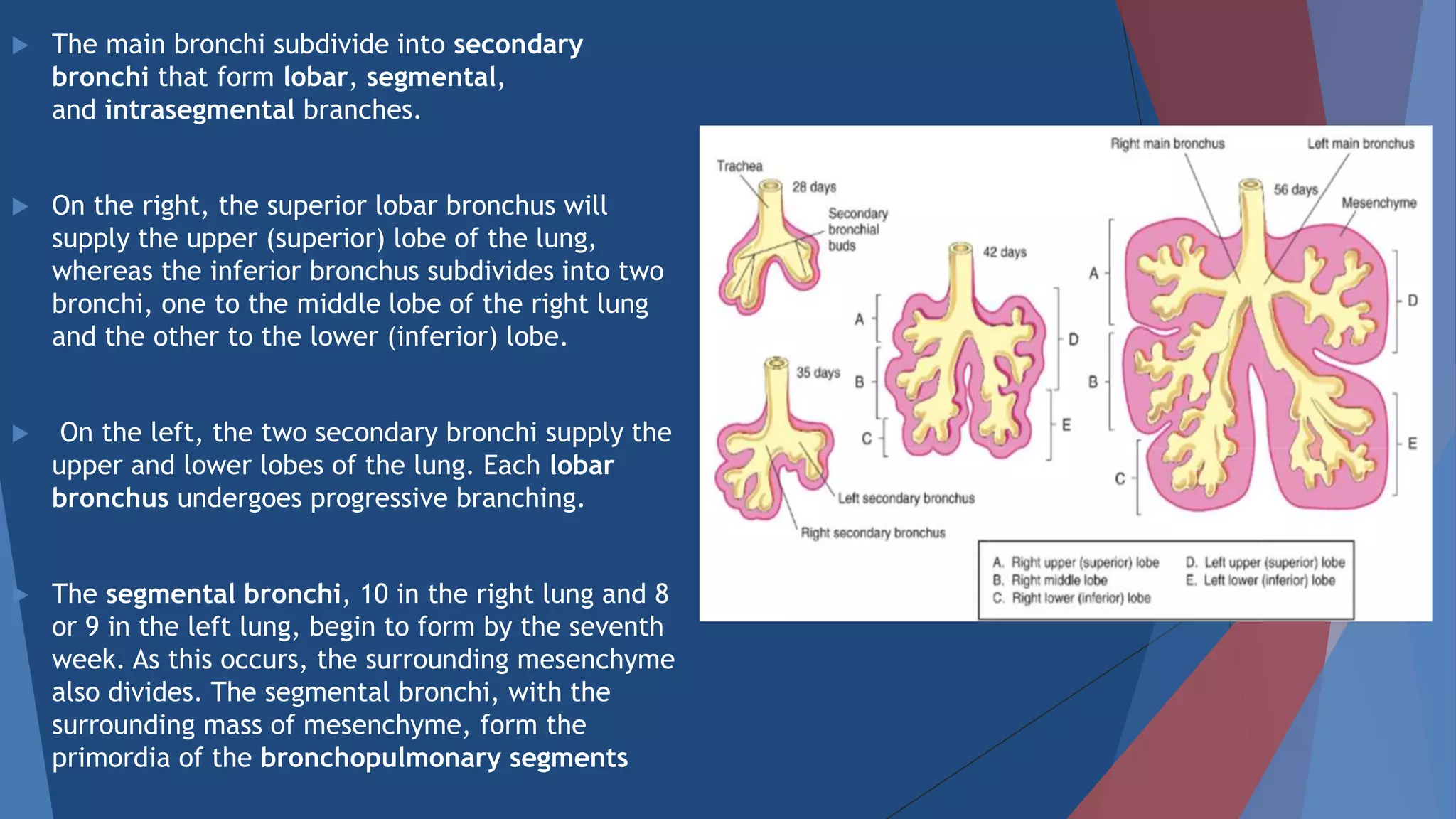 Embryology and histology of the lung | PPTX