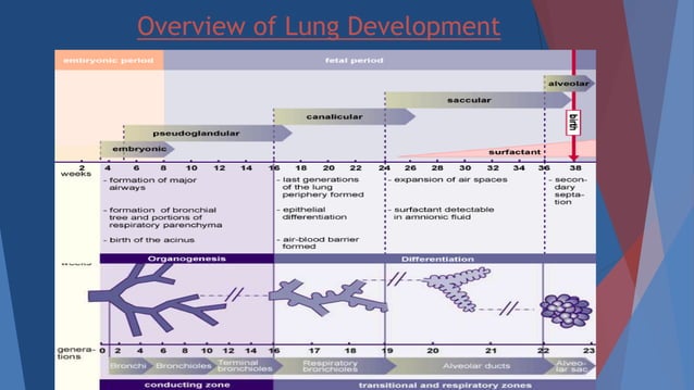 Embryology and histology of the lung | PPTX | Lung and Respiratory ...