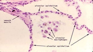 Alveolar Epithelium Histology