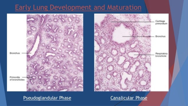 Embryology and histology of the lung