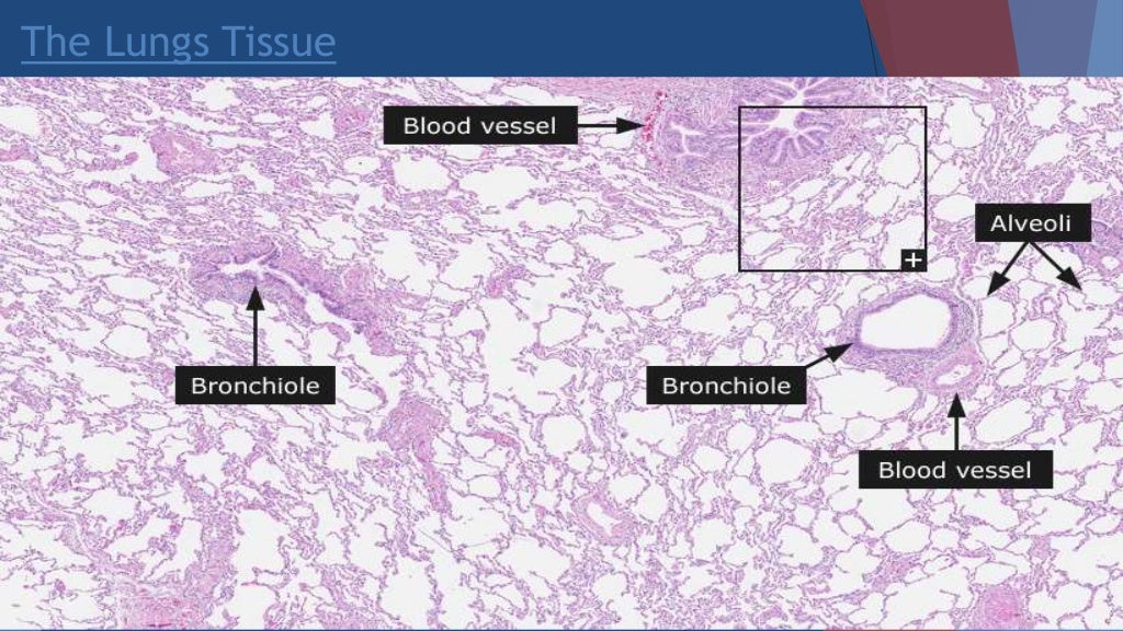 Embryology and histology of the lung