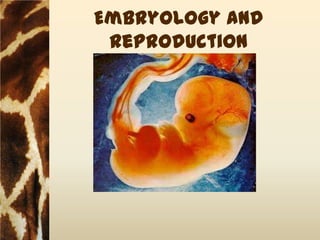 Embryology and reproduction | PPT