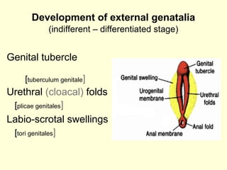 Human Development, embryology and reproductive system | PPT