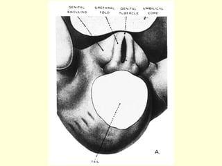 Human Development, embryology and reproductive system | PPT