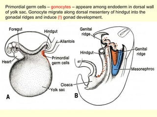 Human Development, embryology and reproductive system | PPT