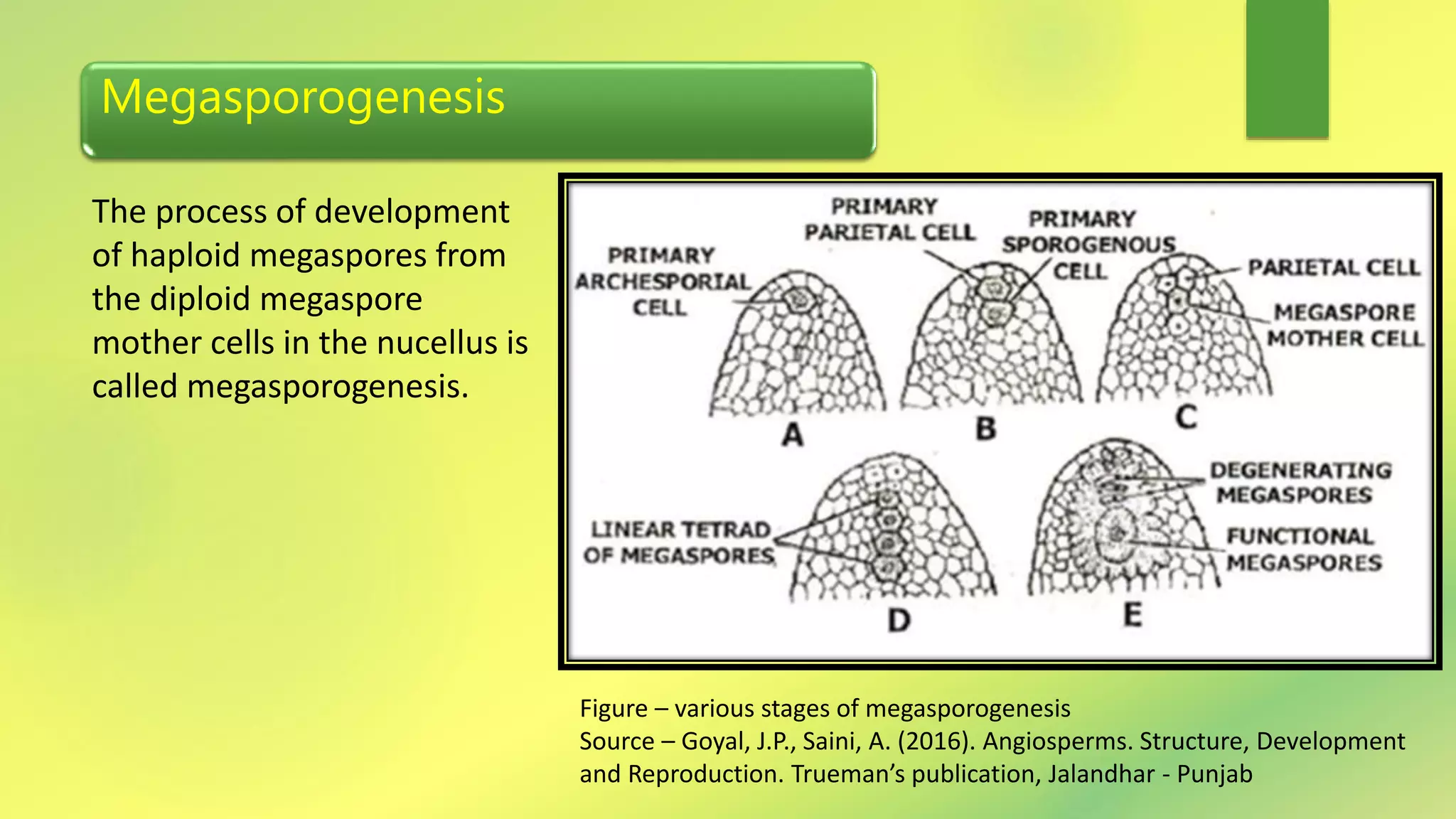 Embryology and taxonomy | PPTX