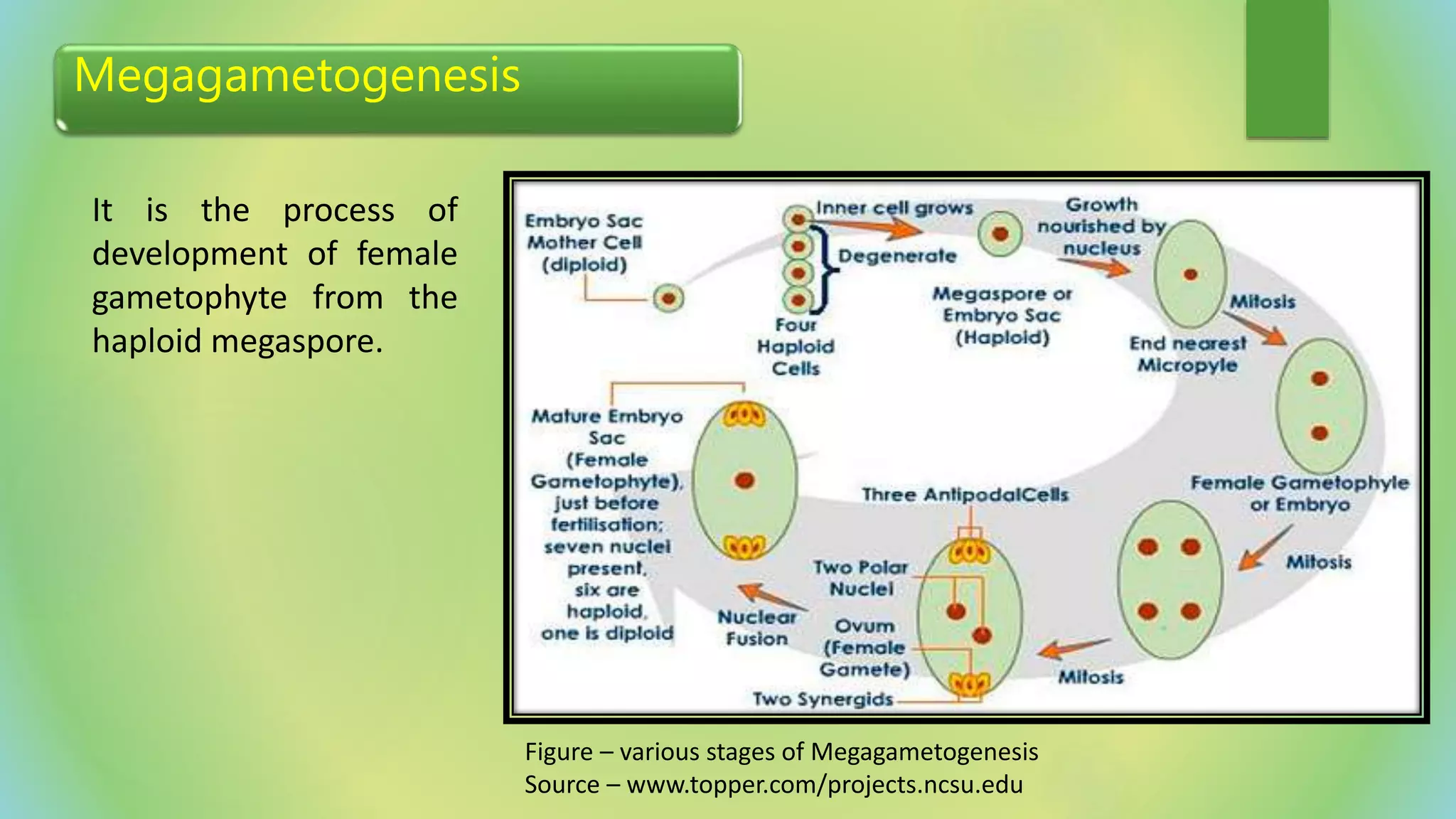 Embryology and taxonomy | PPTX