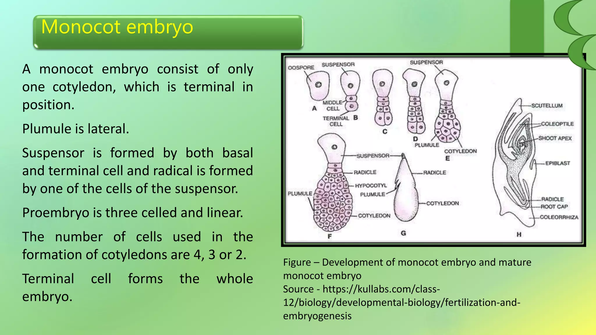 Embryology and taxonomy | PPTX