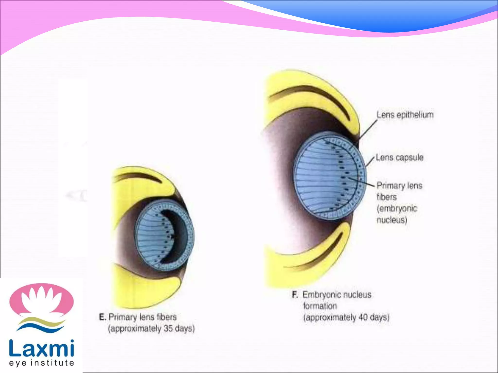 Embryology applied anatomy and physiology of lens | PPTX