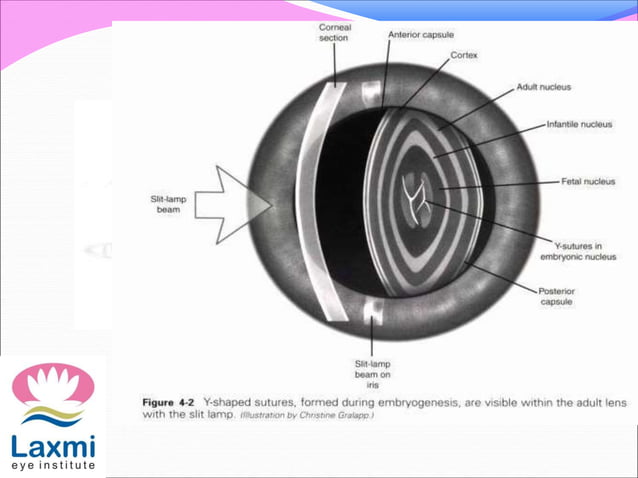 Embryology applied anatomy and physiology of lens | PPTX | Pregnancy ...