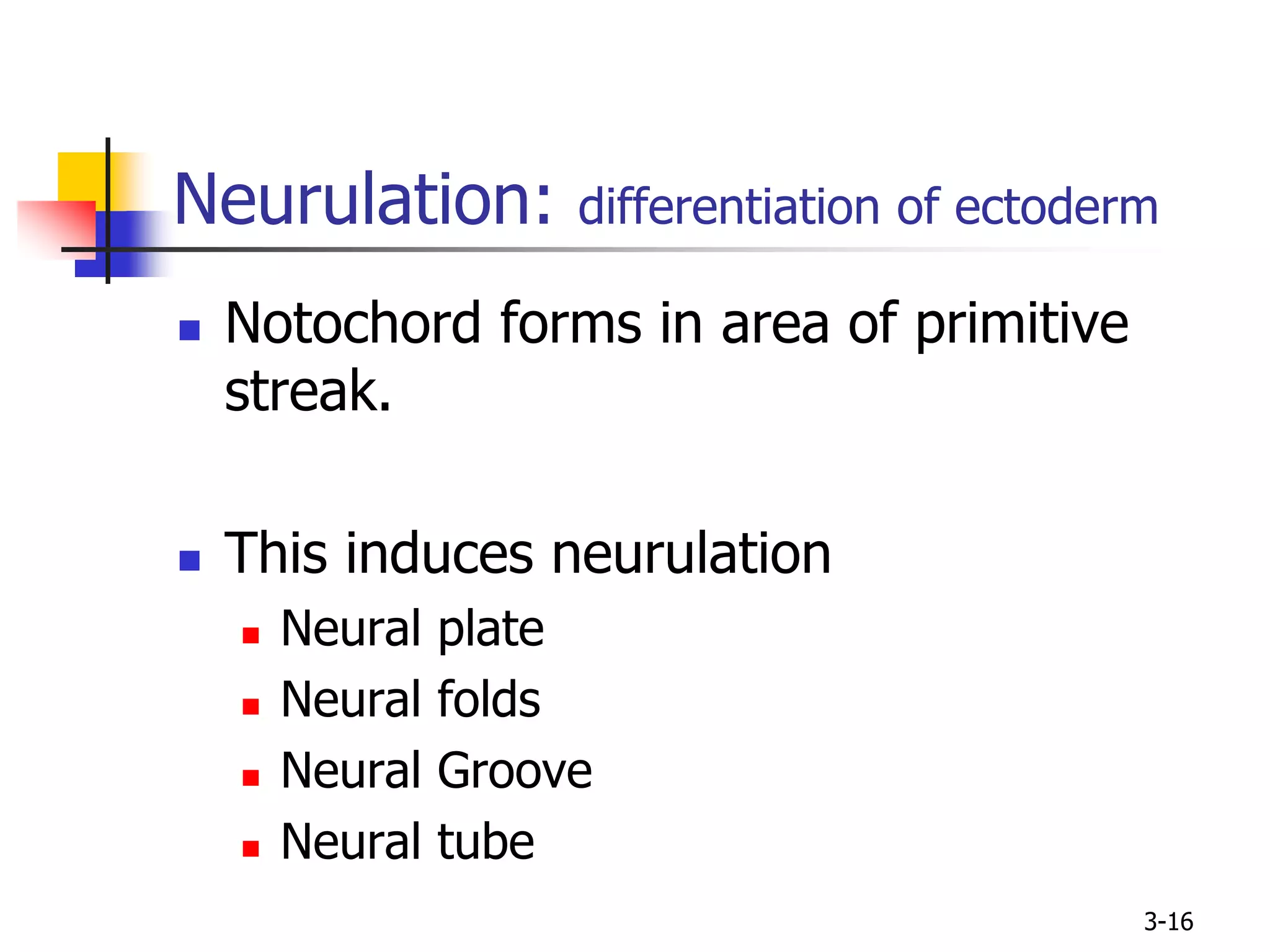 Embryology Basics Ppt 2023 Pptx Pregnancy Reproductive Health