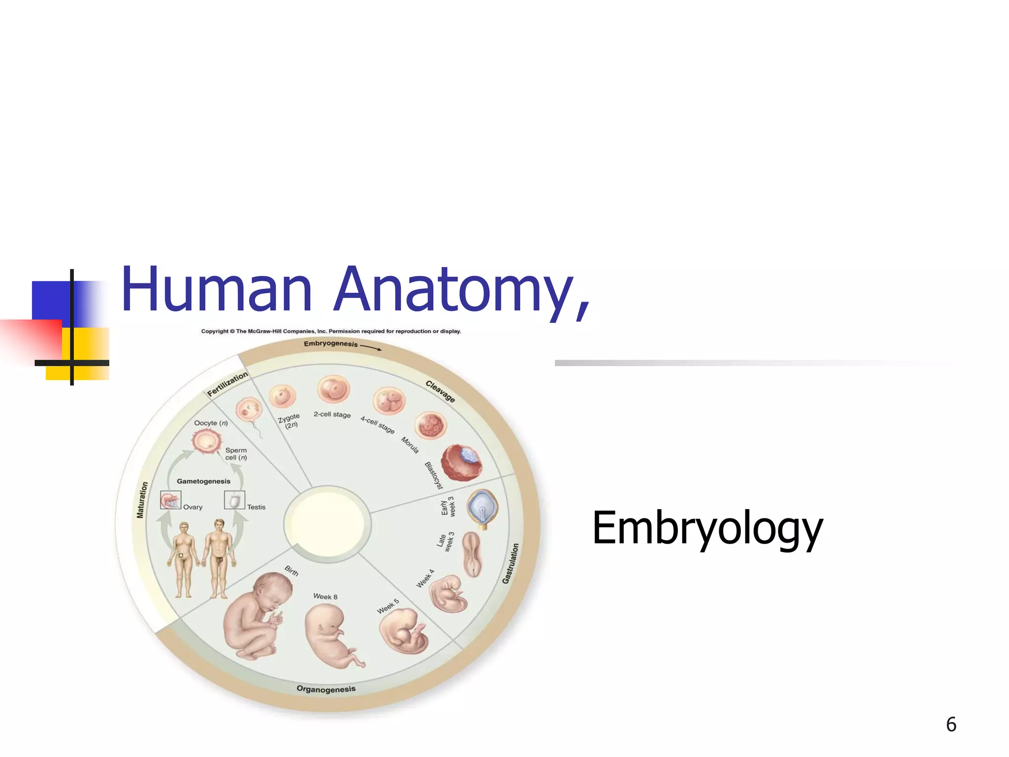 Embryology Basics PPT 2023.pptx | Pregnancy | Reproductive Health
