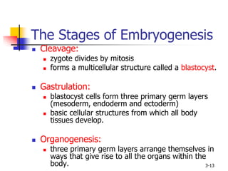Embryology Basics PPT 2023.pptx | Pregnancy | Reproductive Health