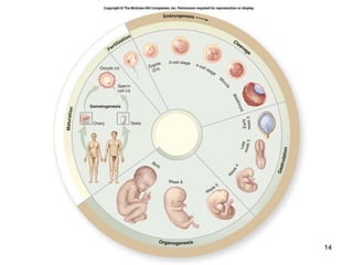 Embryology Basics PPT 2023.pptx | Pregnancy | Reproductive Health