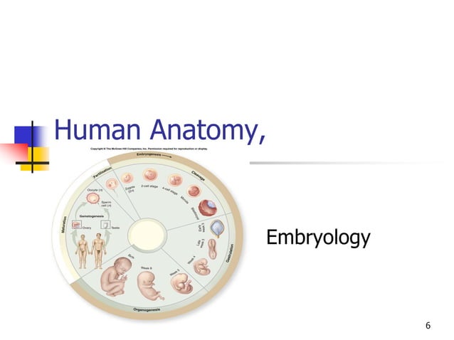 Embryology Basics PPT 2023.pptx | Pregnancy | Reproductive Health