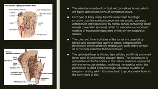 Bone formation and growth, embryology and growth | PPTX