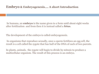 Embryology of the eye by Sumayya Naseem Optometrist | PPS