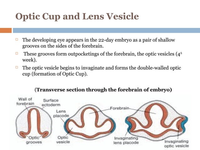 Embryology of the eye by Sumayya Naseem Optometrist | PPT