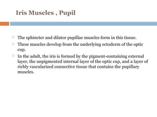 Embryology of the eye by Sumayya Naseem Optometrist | PPS