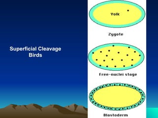 Embryology zygote embryology division.ppt