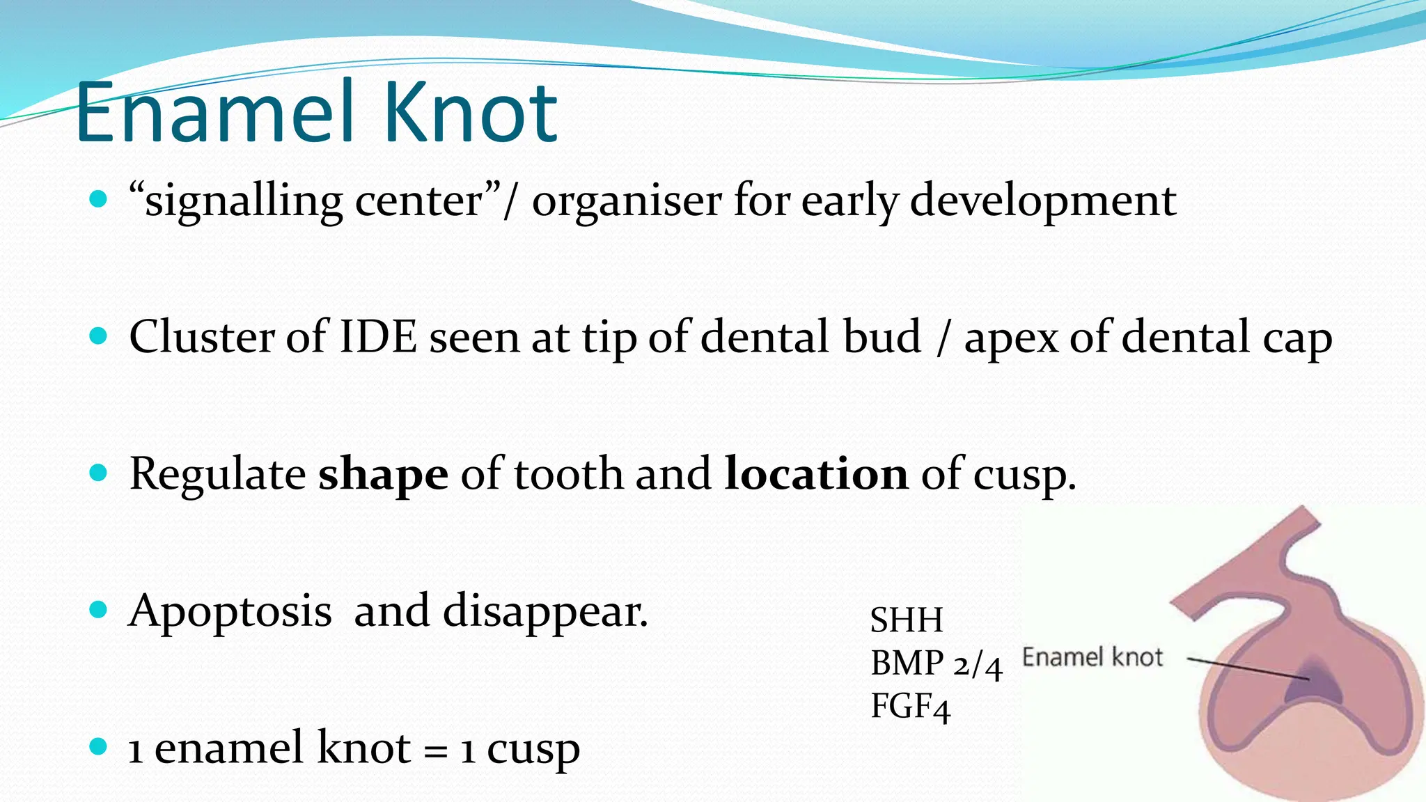 Embryology Dental and associated syndromes | PPTX