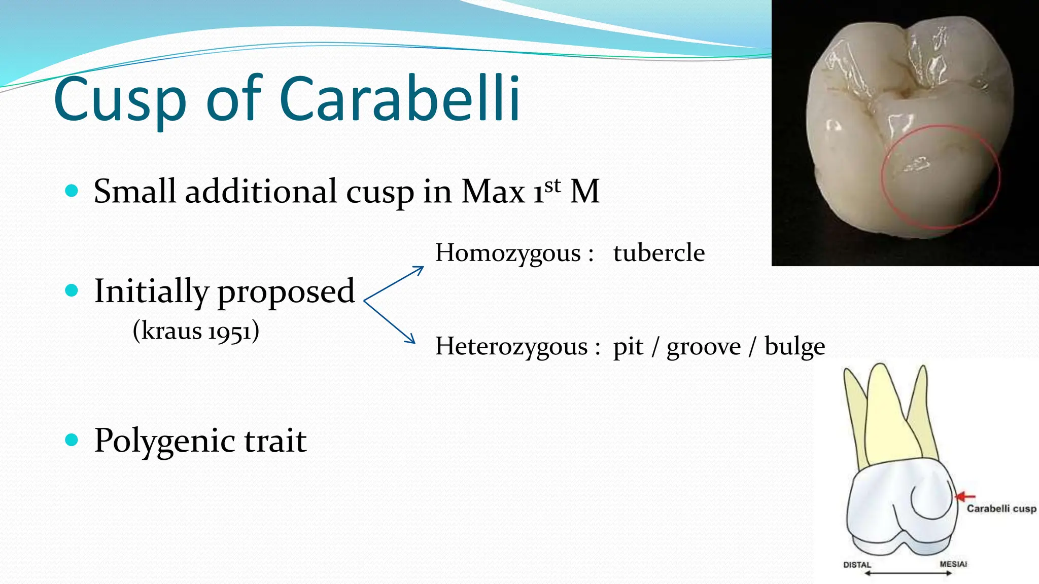 Embryology Dental and associated syndromes | PPTX