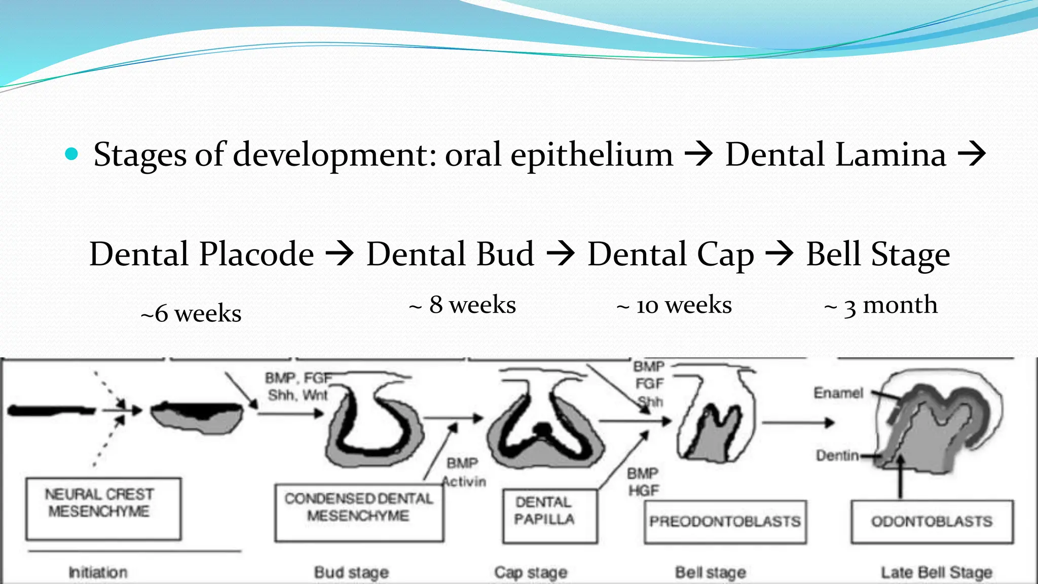 Embryology Dental and associated syndromes | PPTX