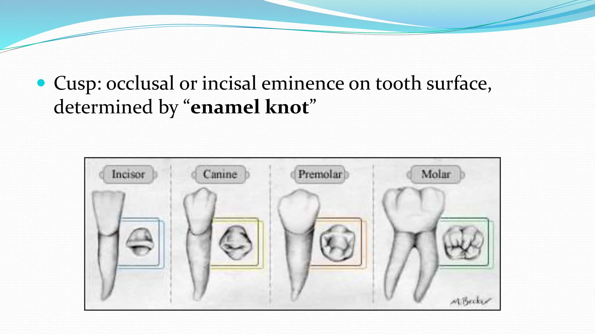 Embryology Dental and associated syndromes | PPTX