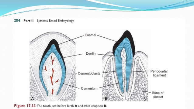 Embryology Dental and associated syndromes | PPT