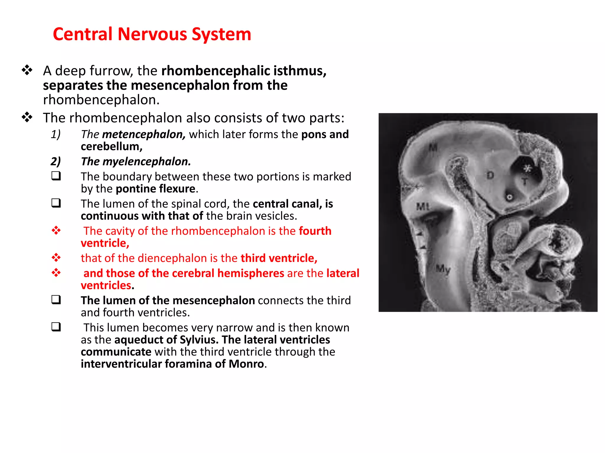 embryology_developmentofcentralnervoussystem_100708132545_phpapp02.pdf