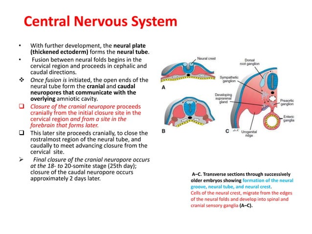 embryology_developmentofcentralnervoussystem_100708132545_phpapp02.pdf