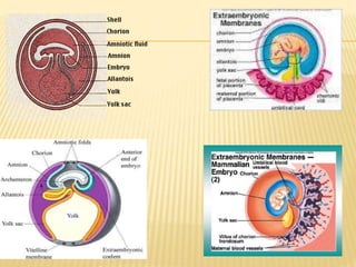Embryology{extra embryonic membrane}(1) | PPTX