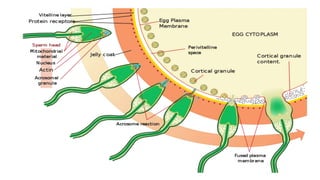 Embryology & fertilization | PPTX