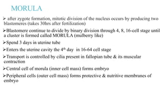 Embryology & fertilization | PPTX