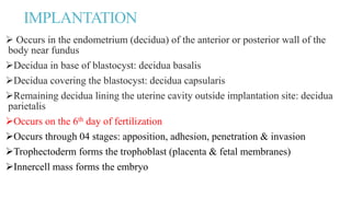Embryology & fertilization | PPTX