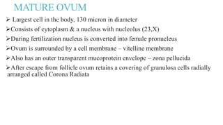 Embryology & fertilization | PPTX