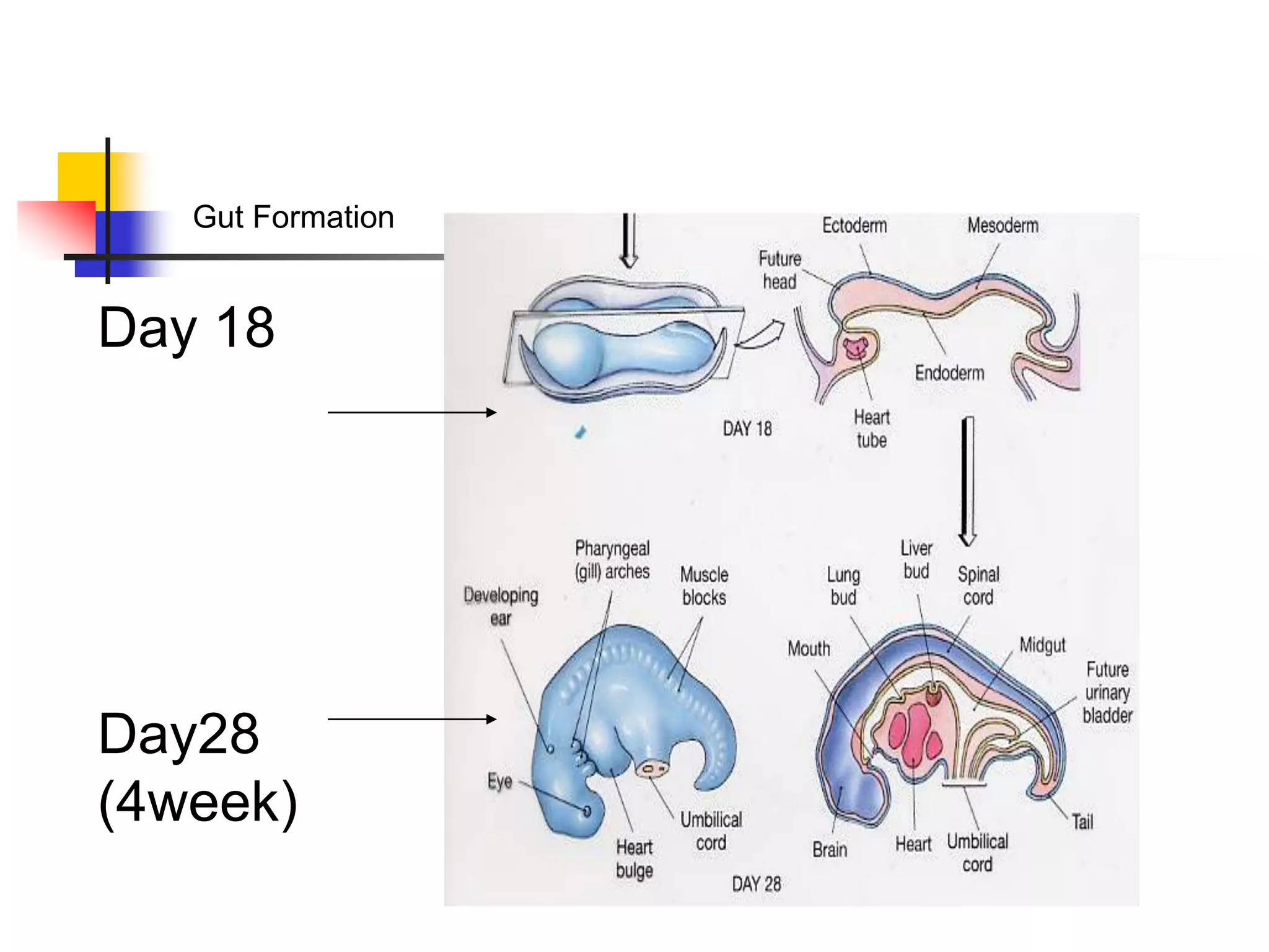 Embryology .ppt