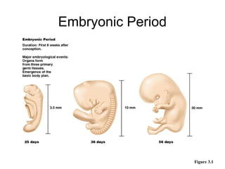 EMBRYONIC DEVELOPMENT OF THE HEART PPT.. | PPT