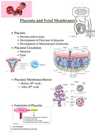 Embryology first year kemu guideline | PDF