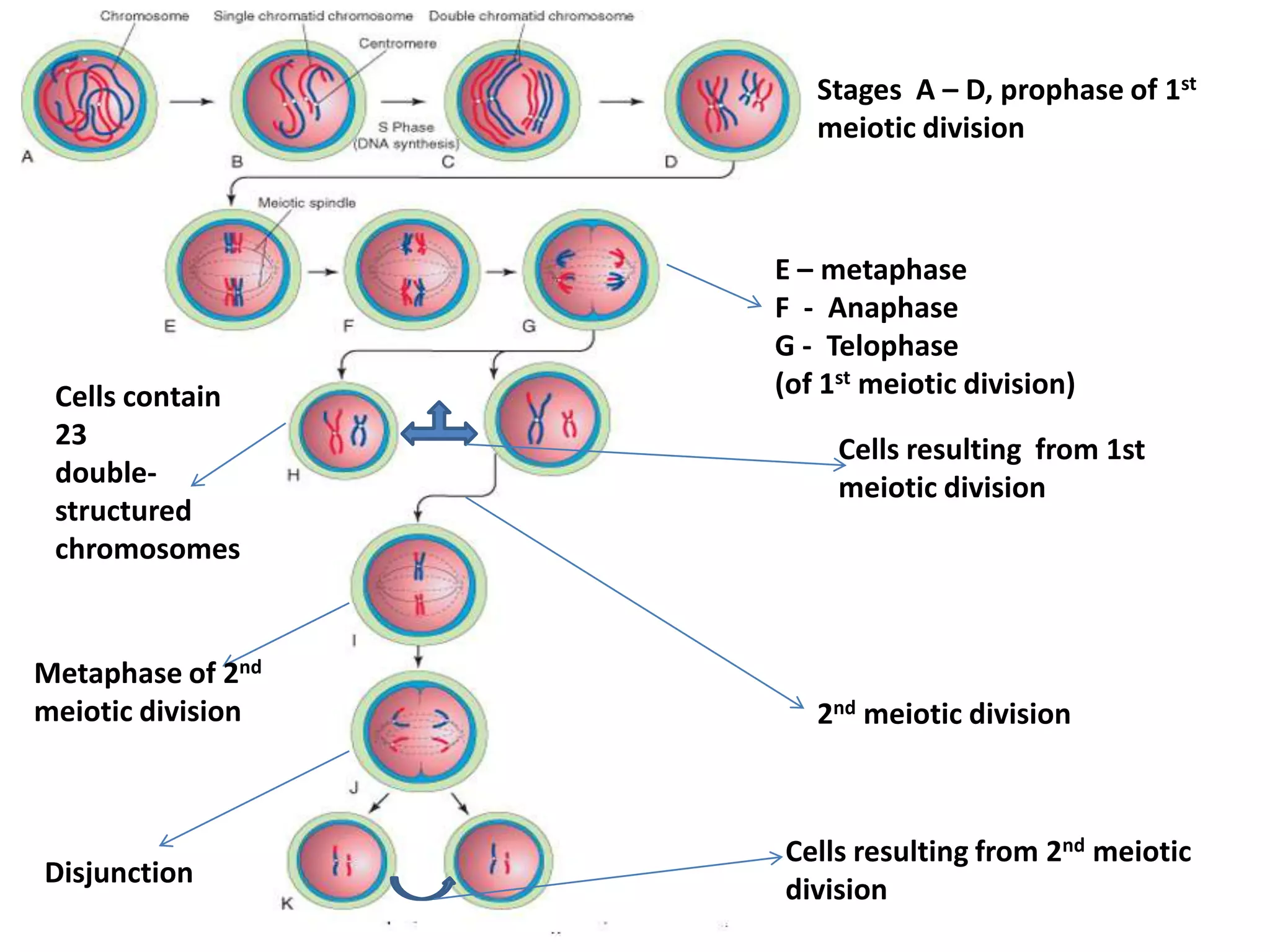 Embryology full note | PPTX