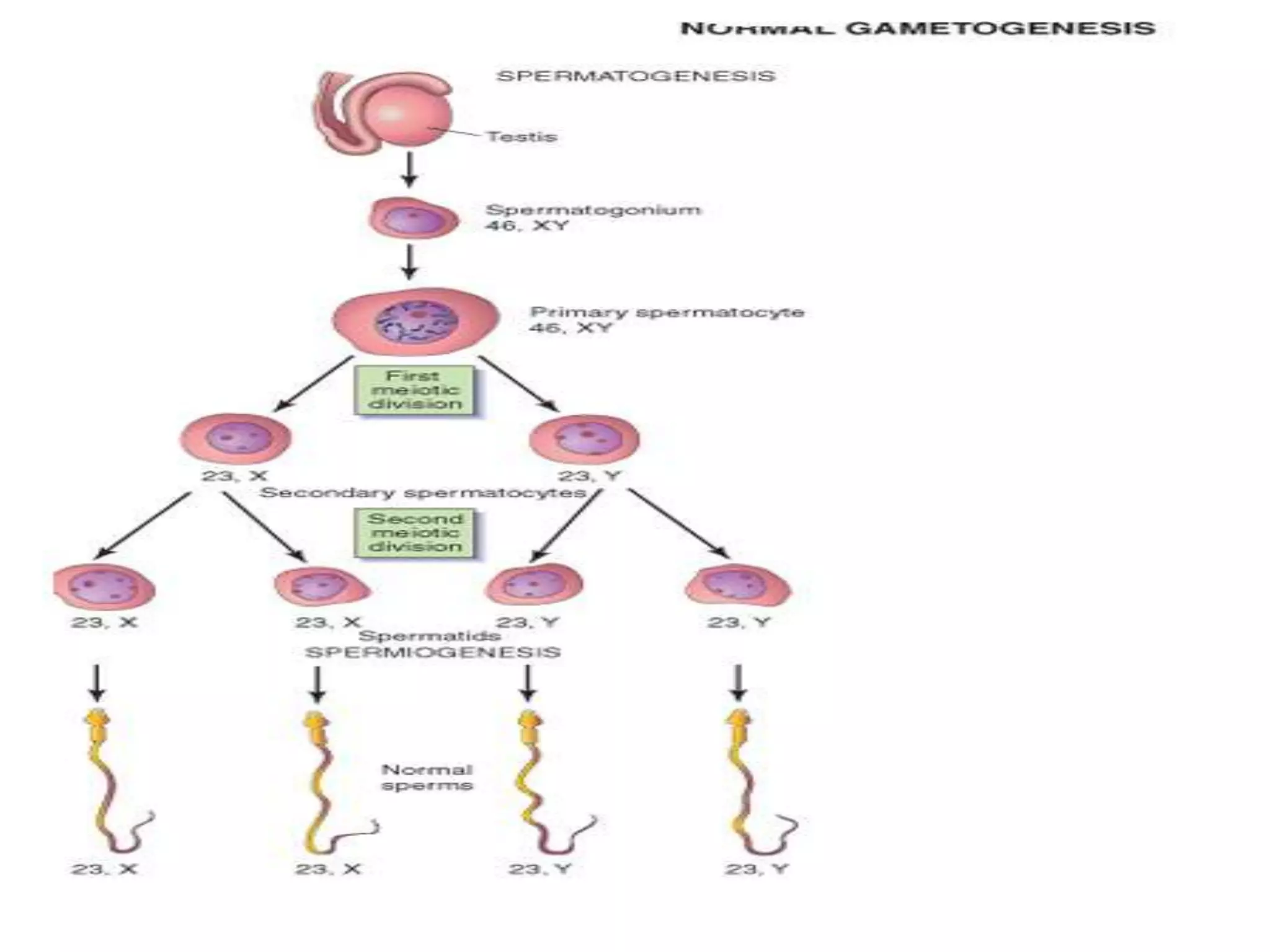 Embryology Full Note Pptx