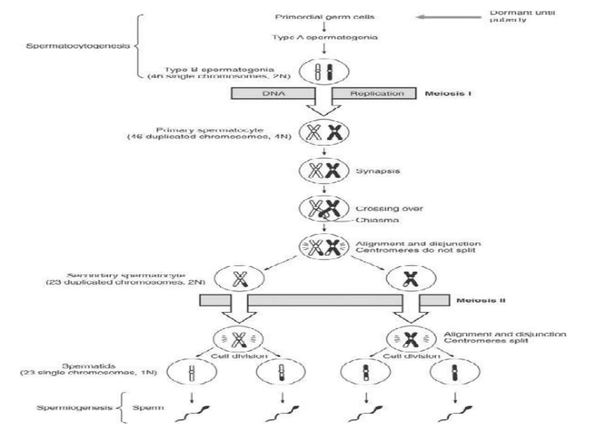 Embryology Full Note Pptx