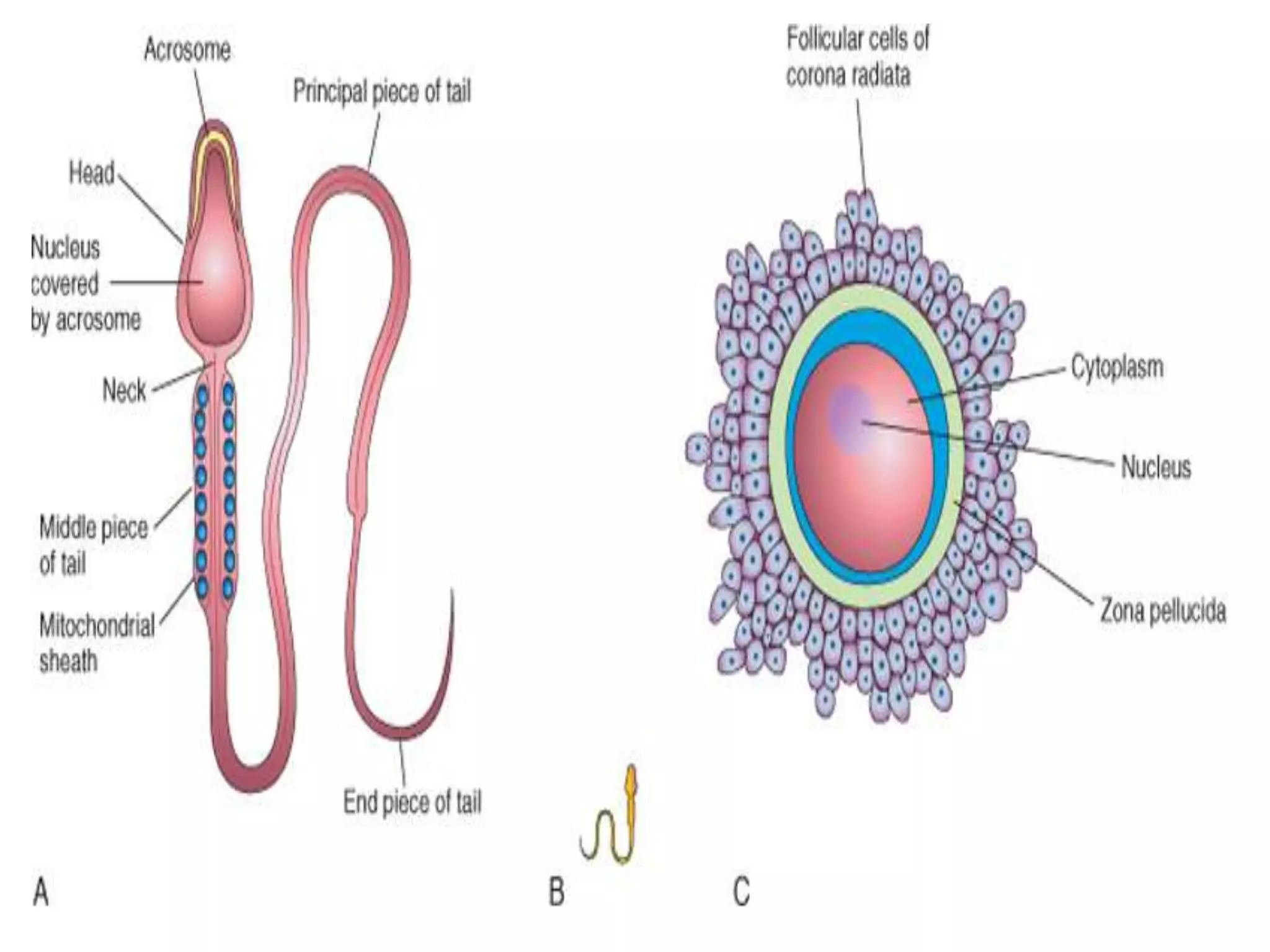 Embryology full note | PPTX