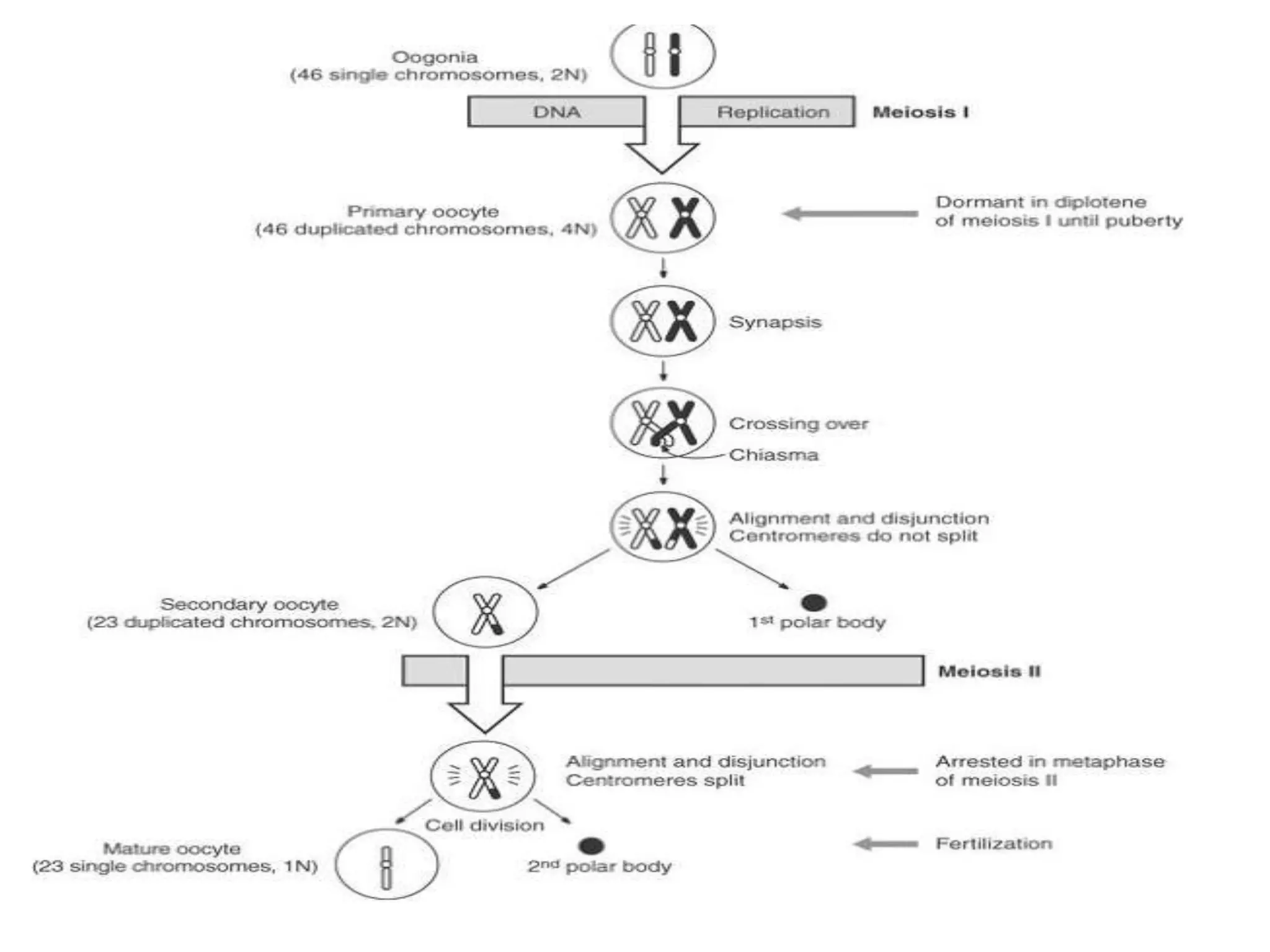 Embryology Full Note Pptx