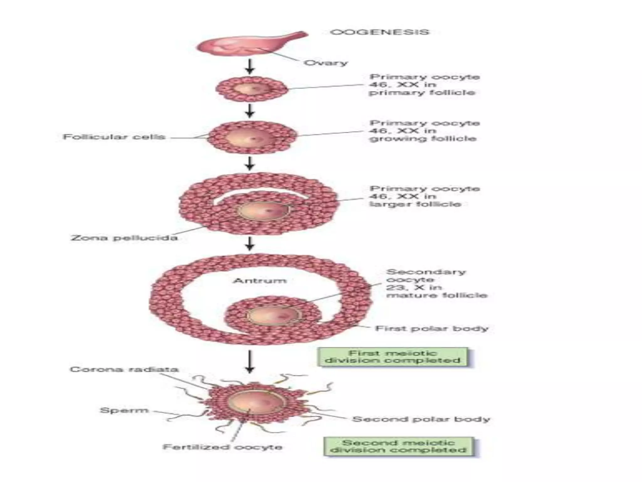 Embryology full note | PPTX