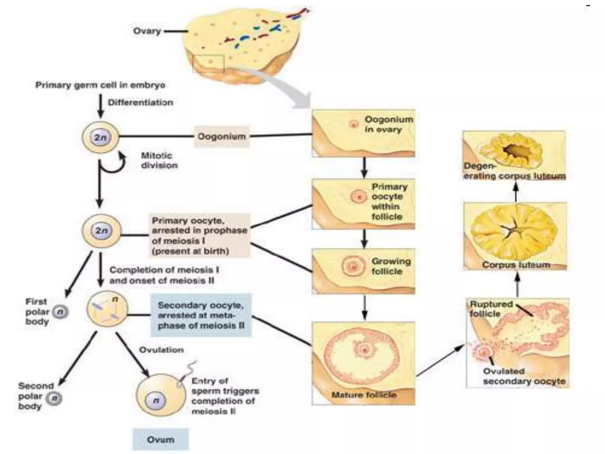Embryology full note | PPTX