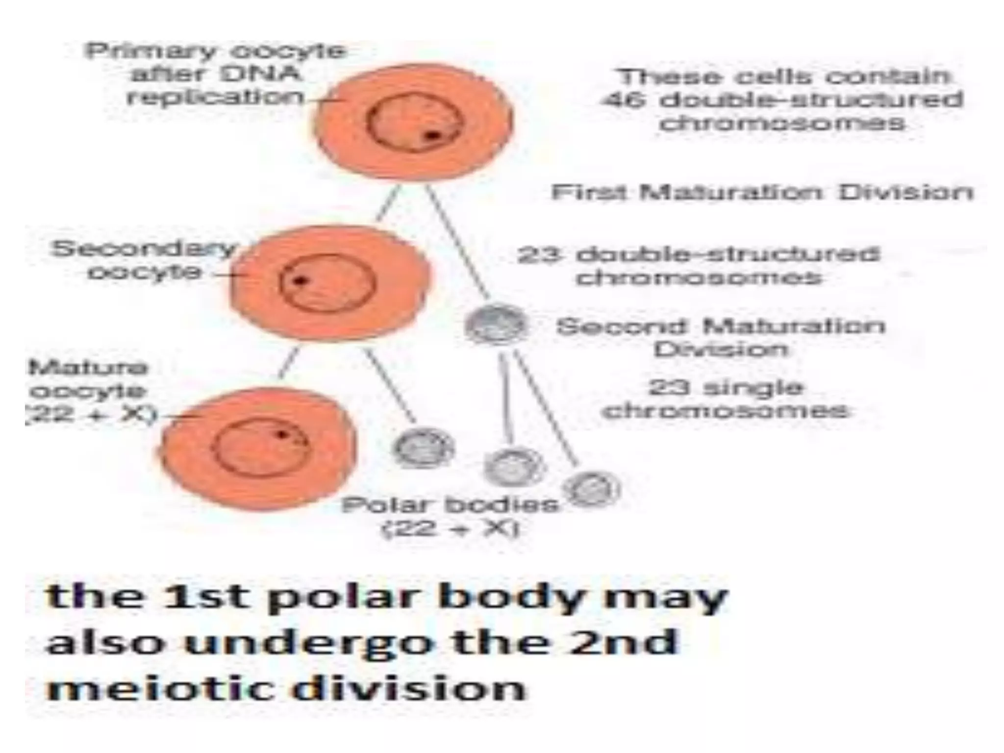 Embryology full note | PPTX