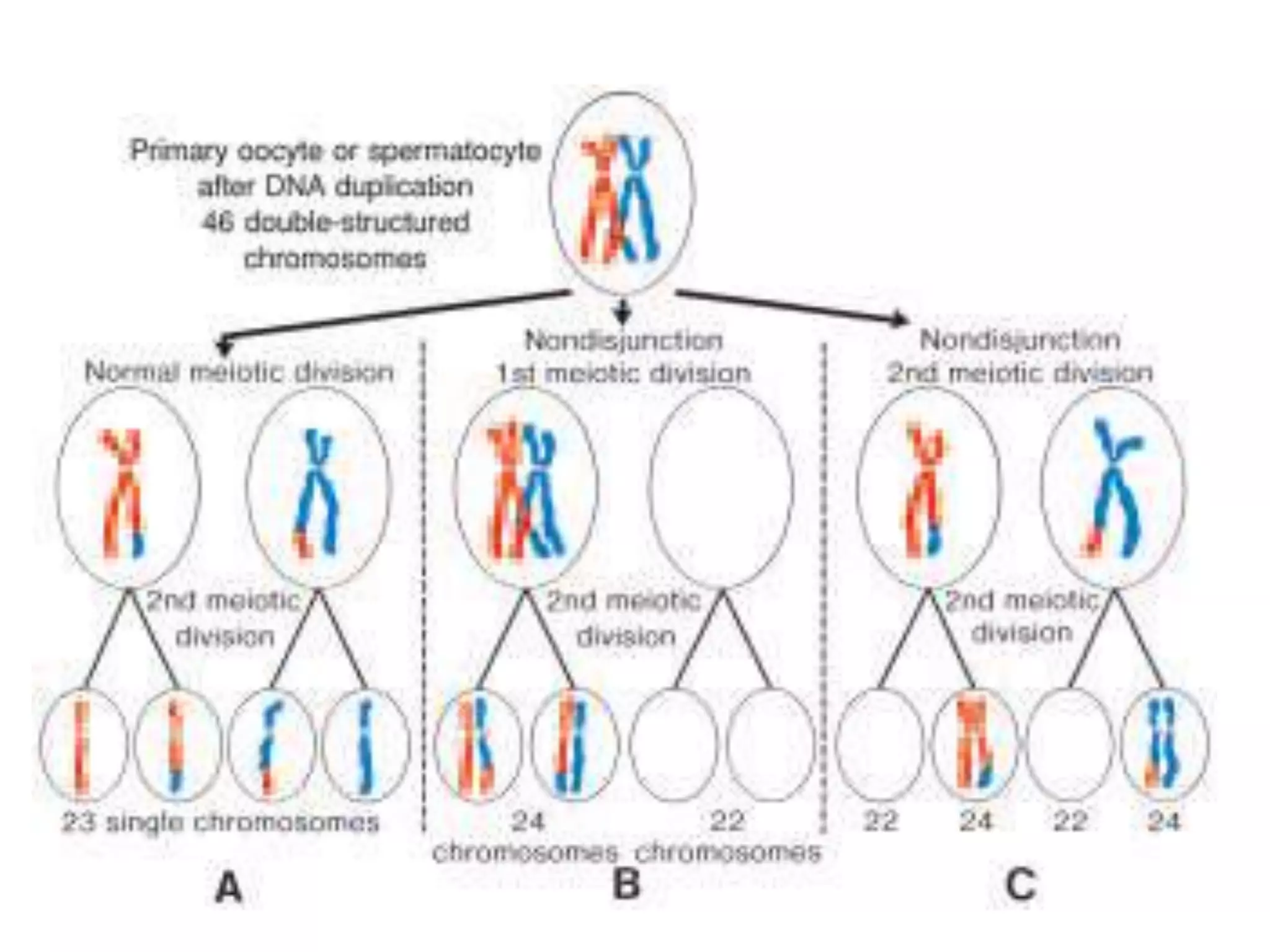 Embryology Full Note Pptx